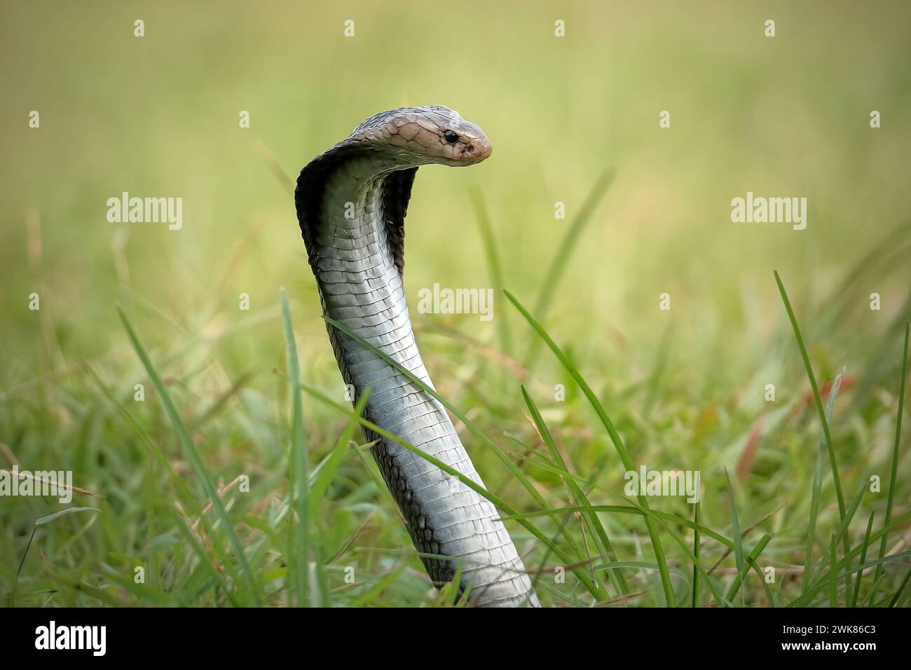 Closeup head of king cobra snake Stock Photo - Alamy