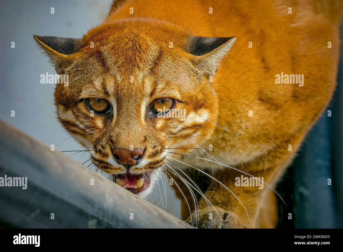 Golden Cat at conservation Lembang zoo Stock Photo - Alamy