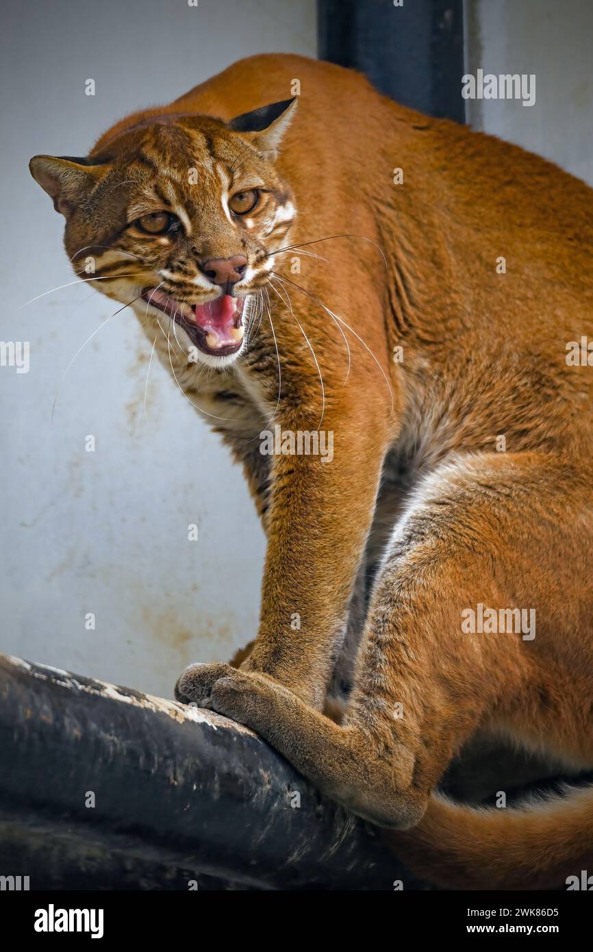 Pembohong hi-res stock photography and images - Alamy