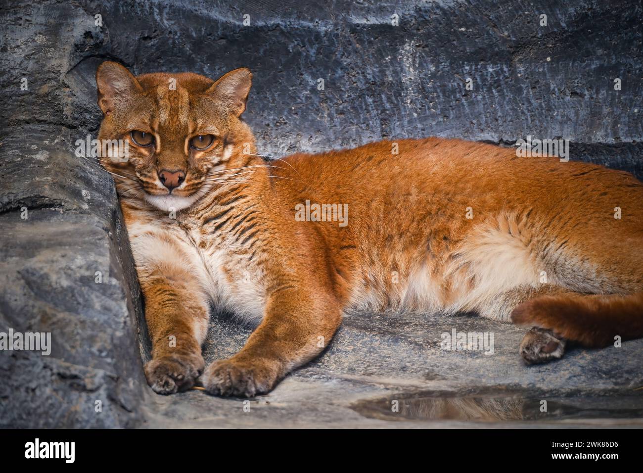 Pembohong hi-res stock photography and images - Alamy