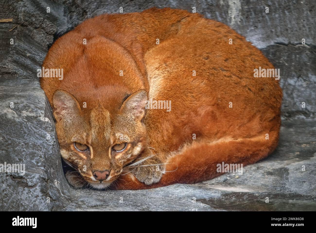 Golden Cat at conservation Lembang zoo Stock Photo - Alamy