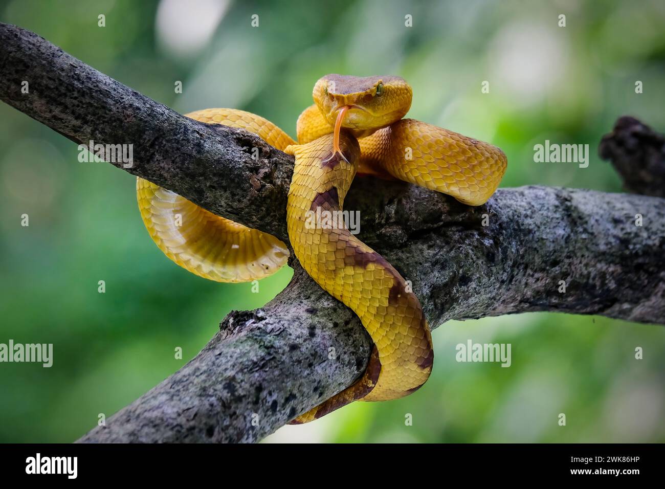 Craspedocephalus puniceus hi-res stock photography and images - Alamy