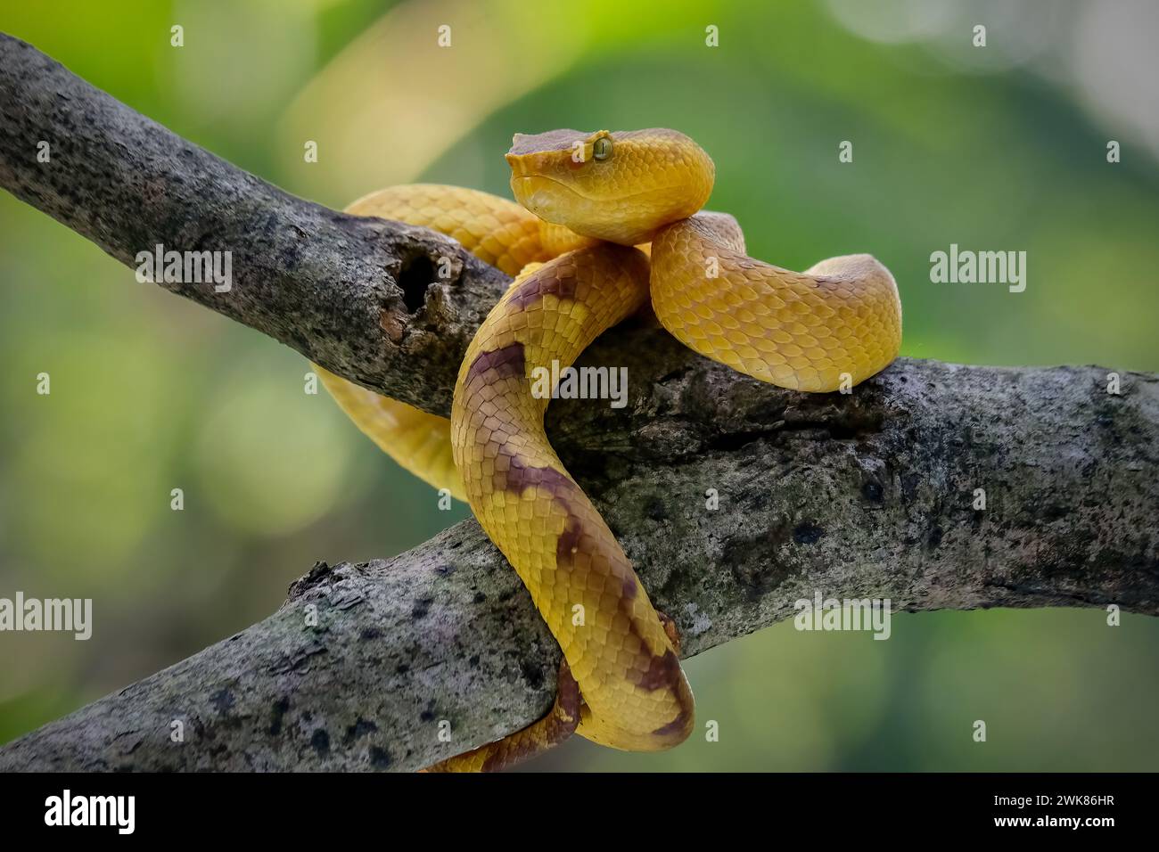 Hanging brown snake hi-res stock photography and images - Alamy