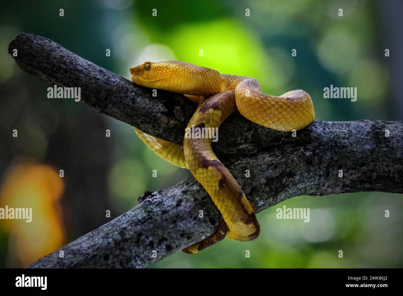 Craspedocephalus puniceus hi-res stock photography and images - Alamy