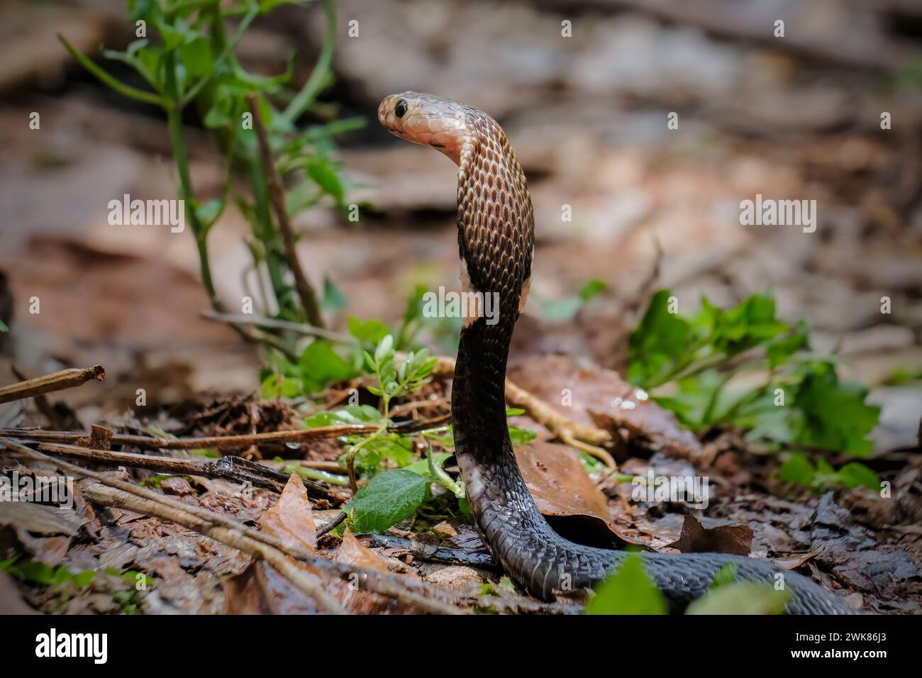 Cobra snake ready to attack Stock Photo - Alamy