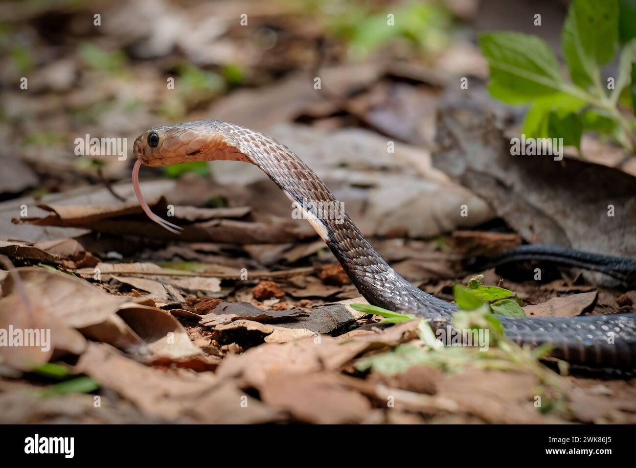 Cobra snake ready to attack Stock Photo - Alamy