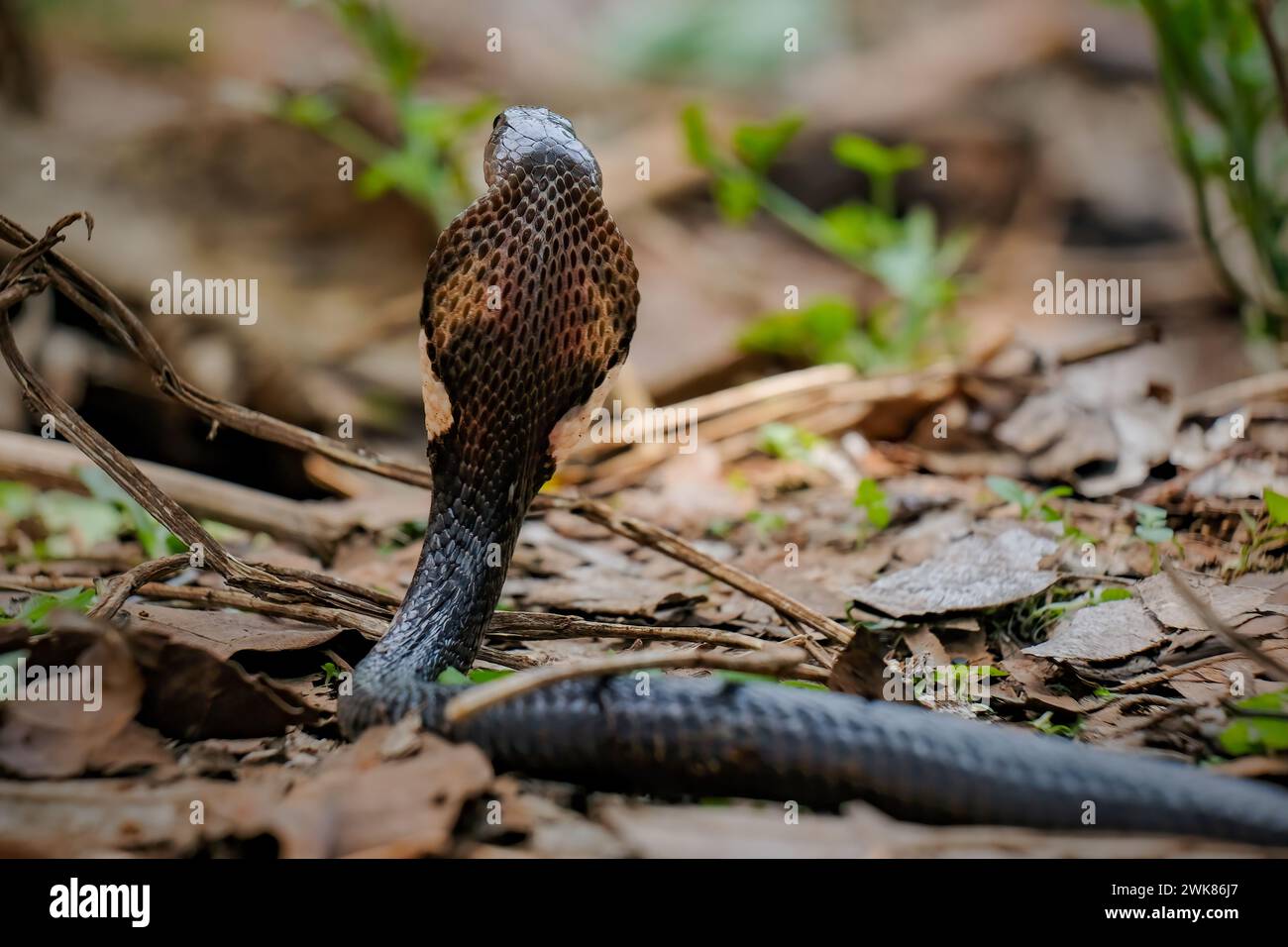Cobra snake ready to attack Stock Photo - Alamy
