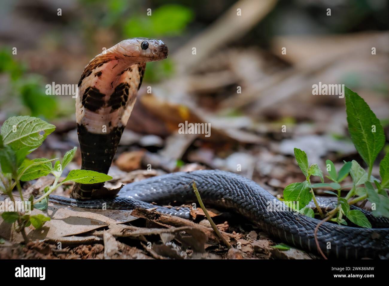 Cobra snake ready to attack Stock Photo - Alamy
