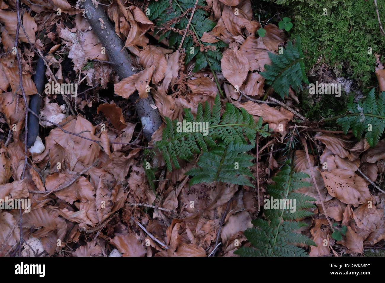 Underbrush details hi-res stock photography and images - Alamy