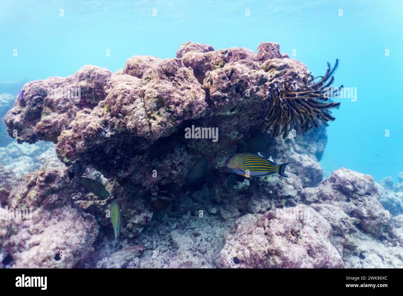 Blue banded surgeonfish (Acanthurus lineatus). Tropical and coral sea ...
