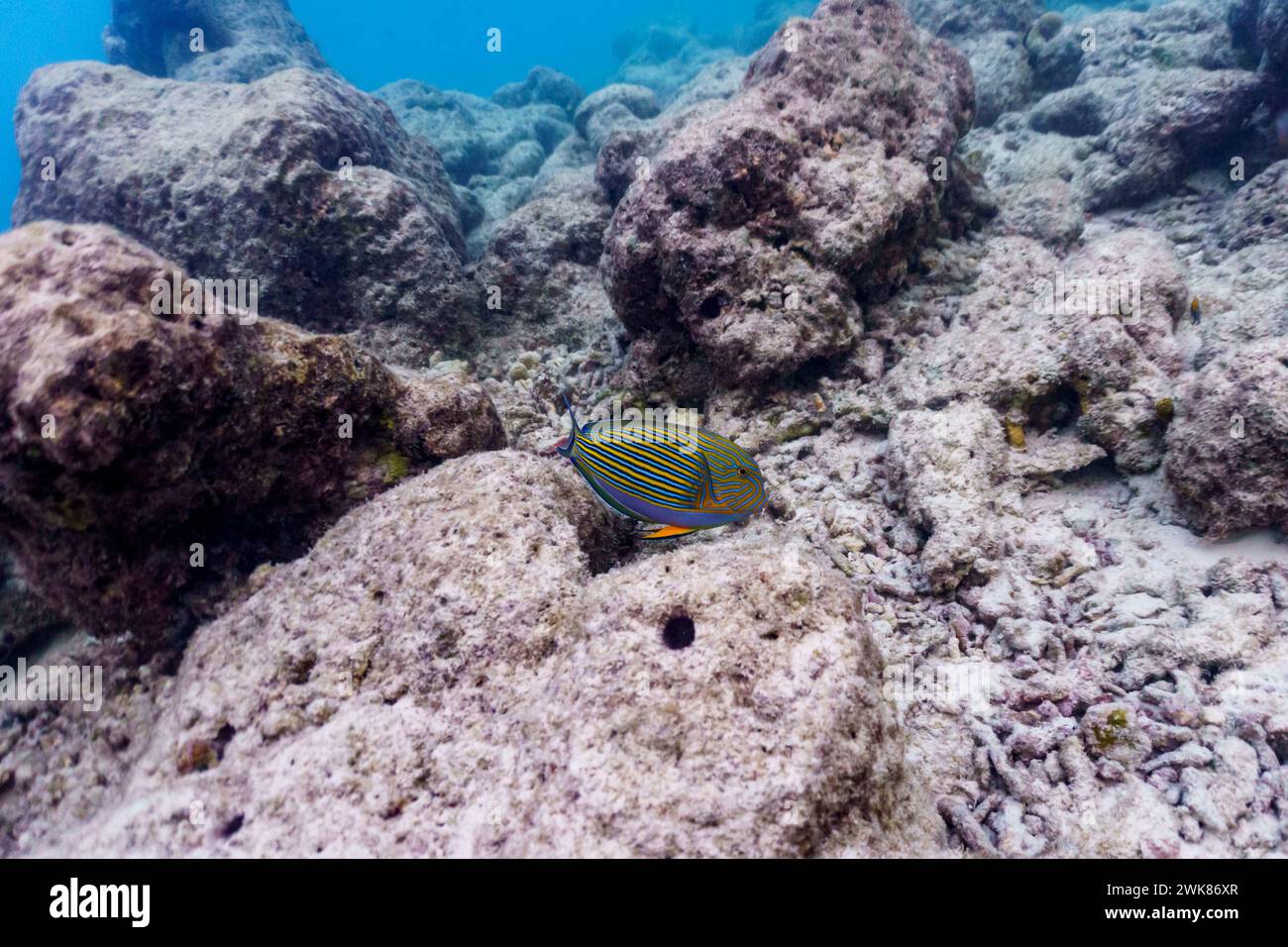 Blue banded surgeonfish (Acanthurus lineatus). Tropical and coral sea ...