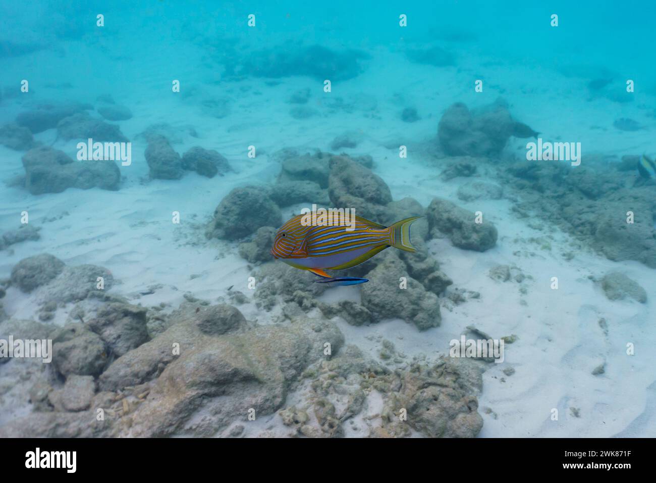Blue banded surgeonfish (Acanthurus lineatus). Tropical and coral sea ...