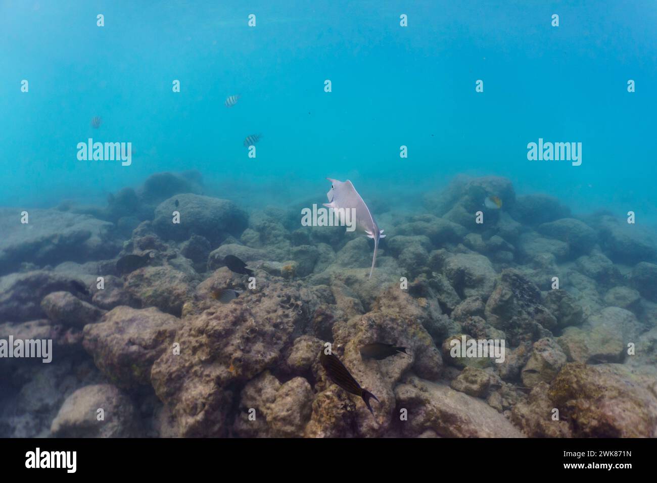 Unicorn fish in aquarium hi-res stock photography and images - Alamy