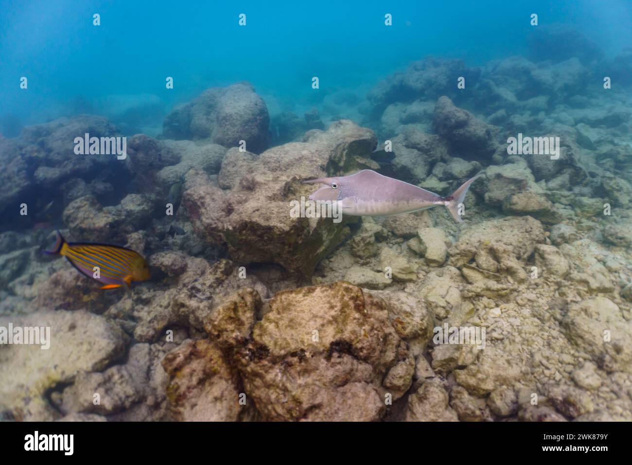Unicorn Surgeonfish in the coral reef of Maldives island. Tropical and ...