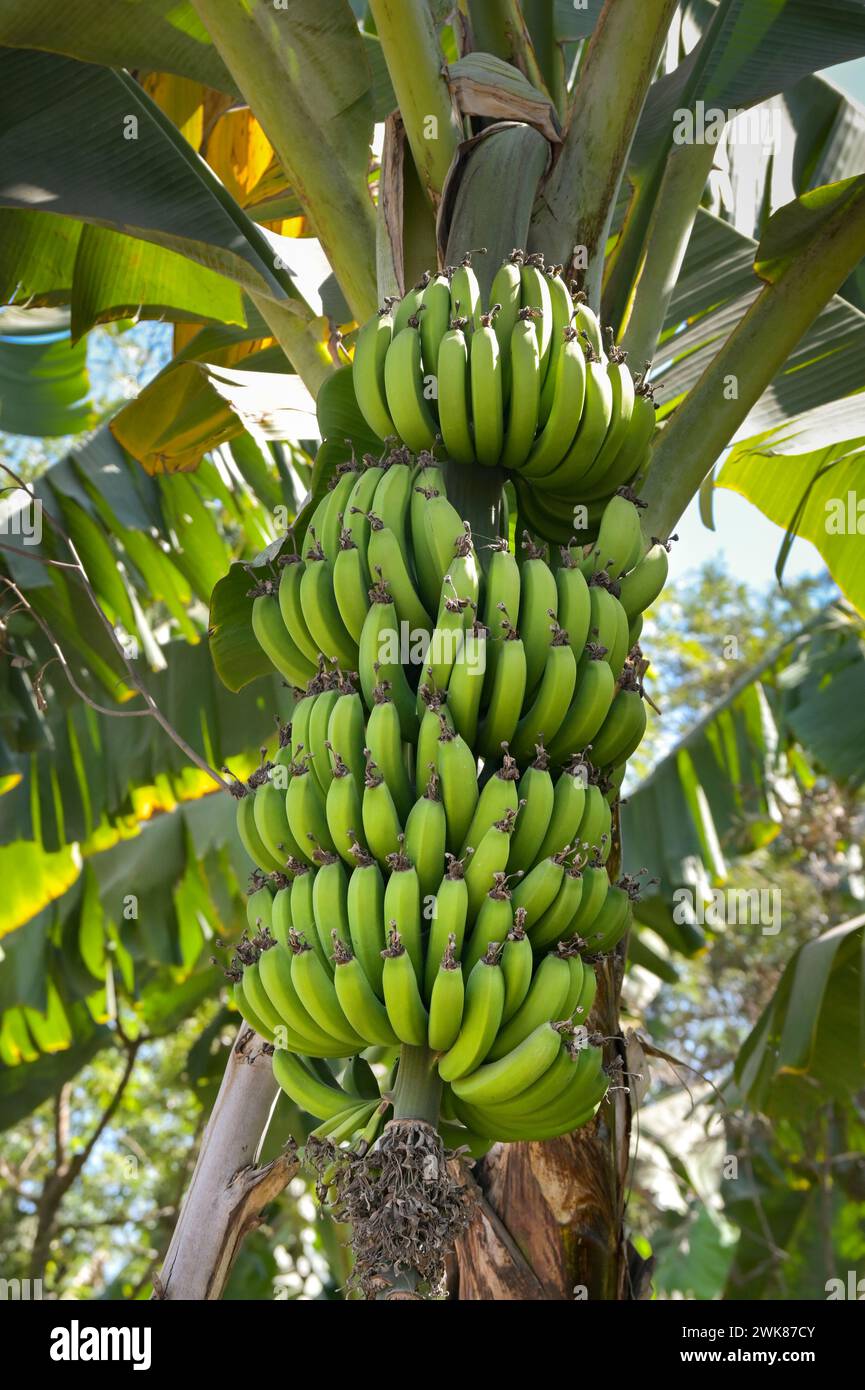 Large bunch of bananas ripening on a tree in a plantation Stock Photo ...