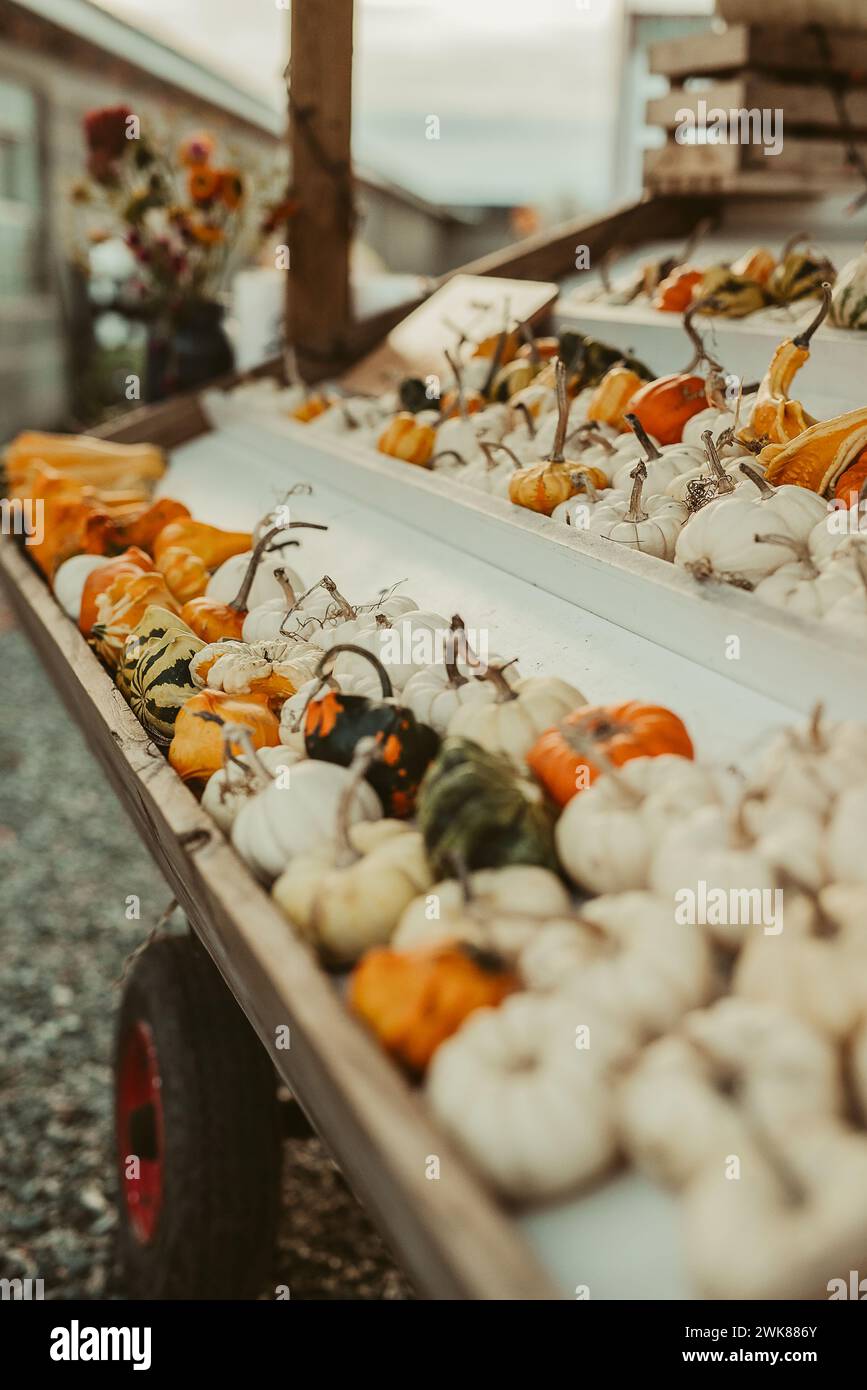 Buy Small Pumpkins