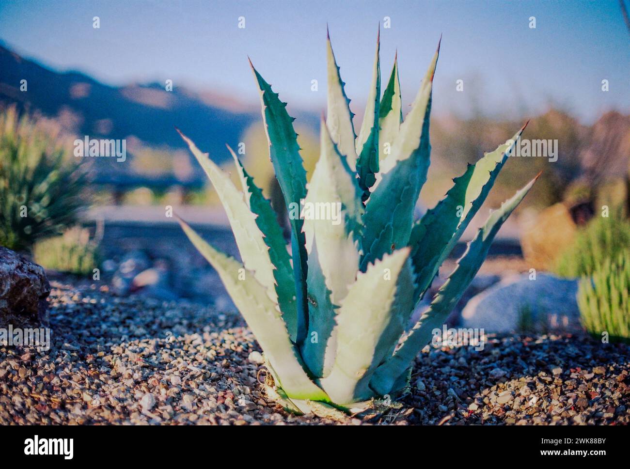 Lone Agave Plant In Tucson Desert Sunlight Stock Photo - Alamy