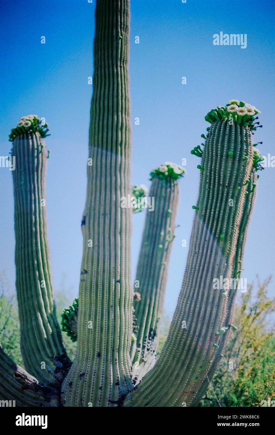 Flowering Saguaro Cactus in Tucson Desert Stock Photo - Alamy