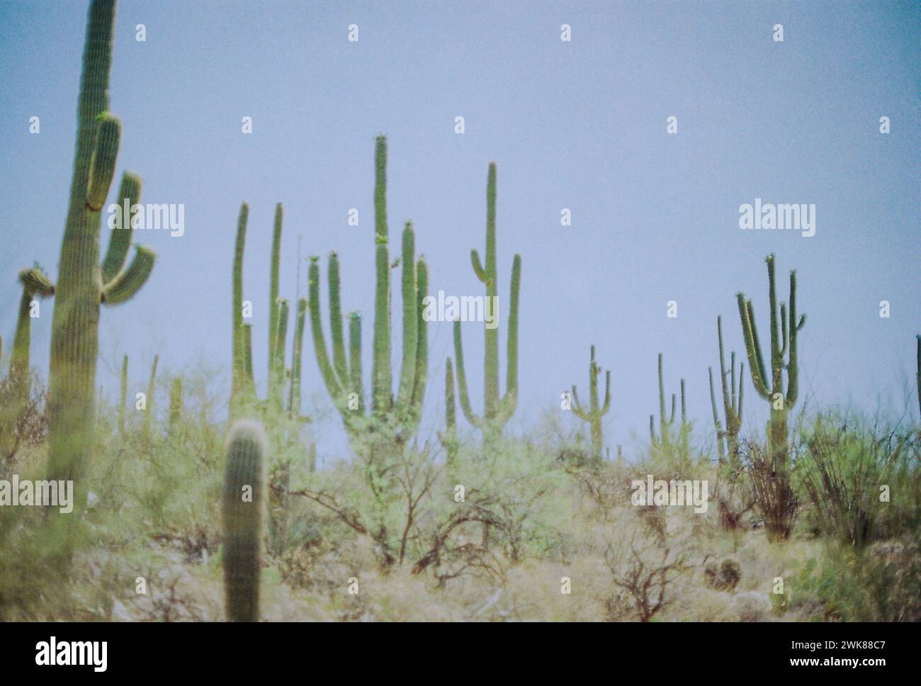 Saguaro Cactus Grove in Hazy Desert Sunlight Stock Photo - Alamy