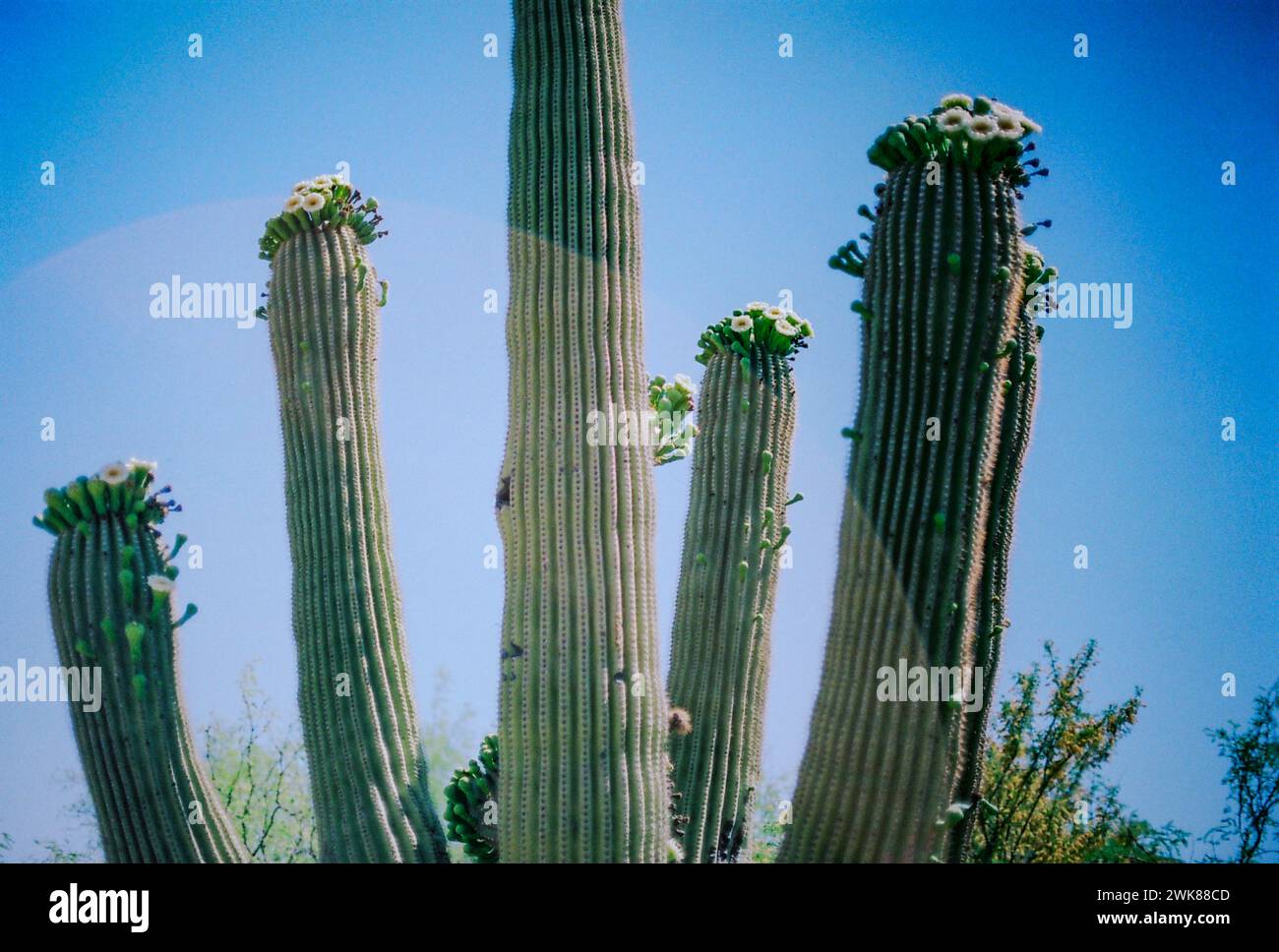 Blossoming botanicals hi-res stock photography and images - Alamy