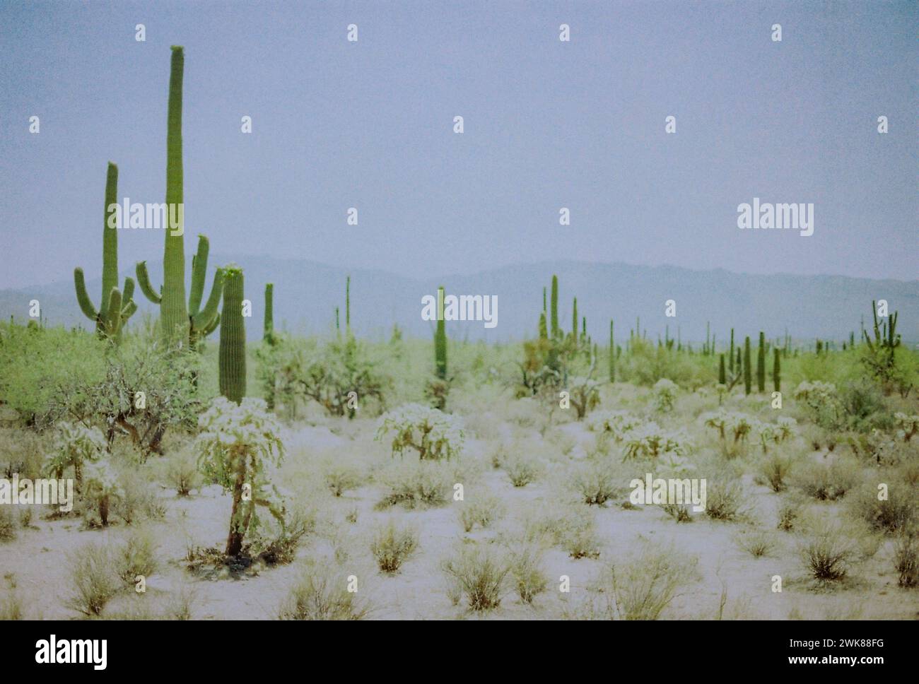 Columner cactus hi-res stock photography and images - Alamy