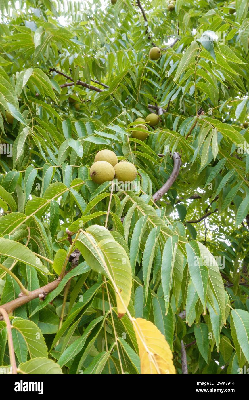 Walnut (Juglans regia) female bearing fruit, Hereford England UK ...