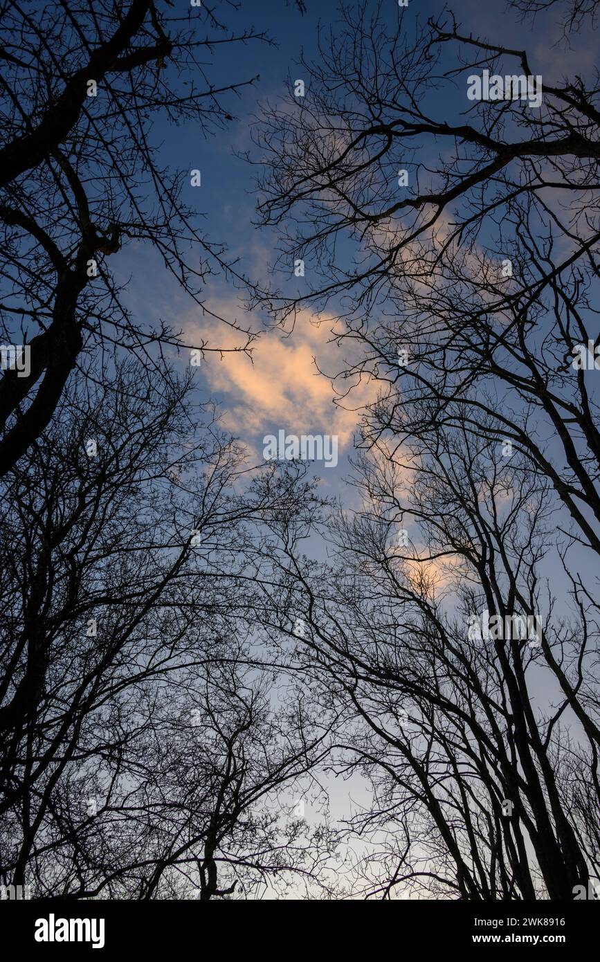 Looking up through trees hi-res stock photography and images - Alamy