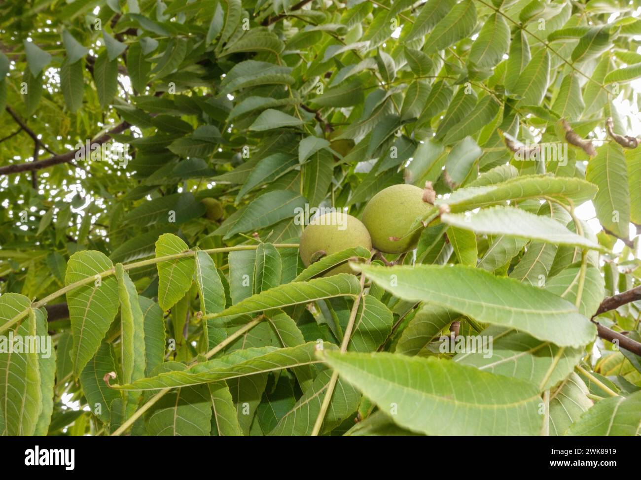 Walnut tree (Juglans regia) female bearing fruit, Hereford England UK ...