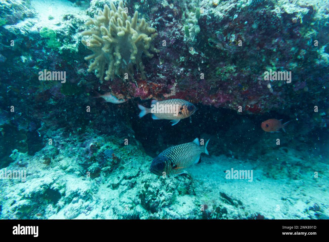 Blacktip soldier fish (Myripristis botche) in the coral reef of ...