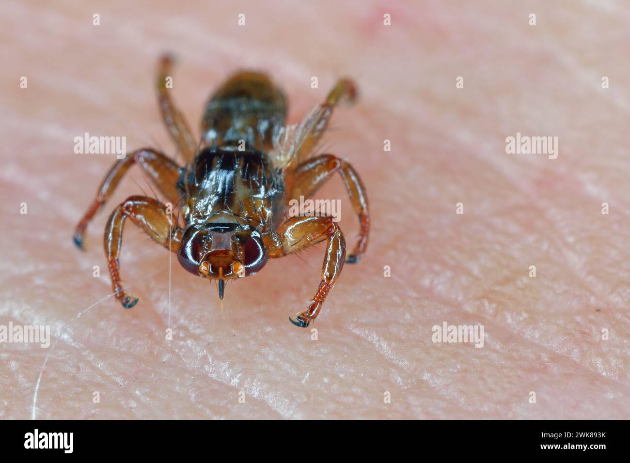 A macro close-up of parasite Deer fly, Lipoptena cervi, on a hairy ...