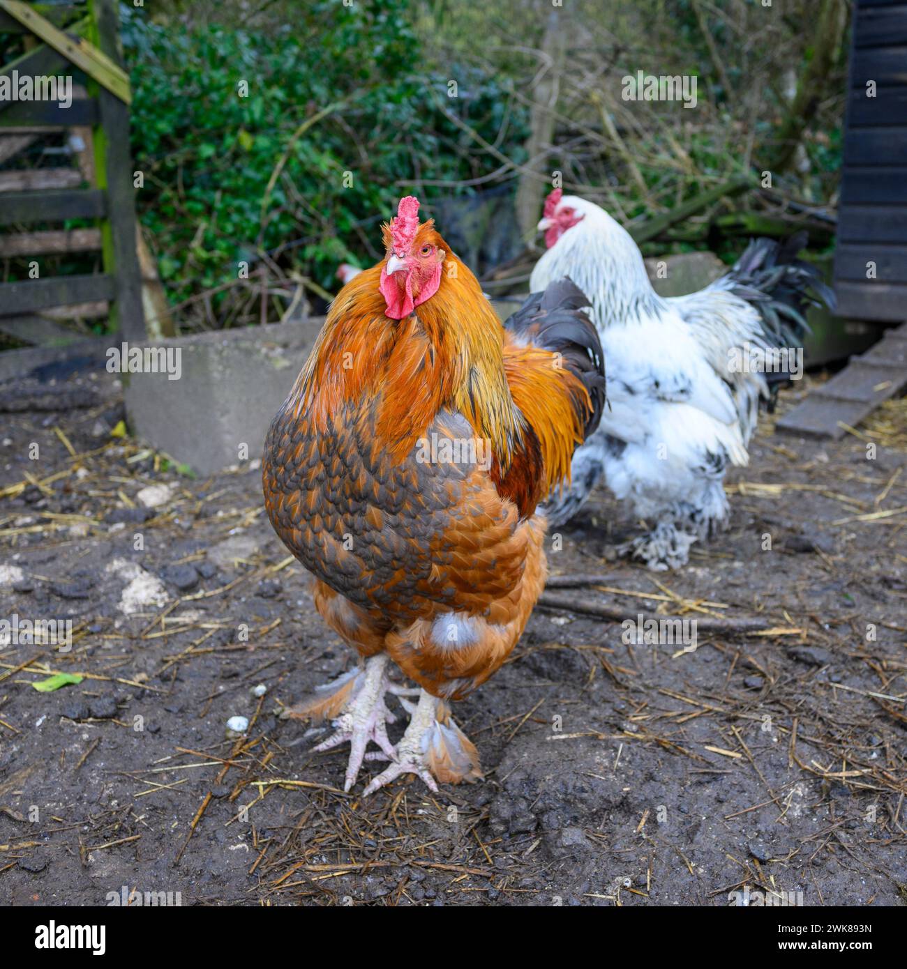 Bantam cockerel hi-res stock photography and images - Alamy