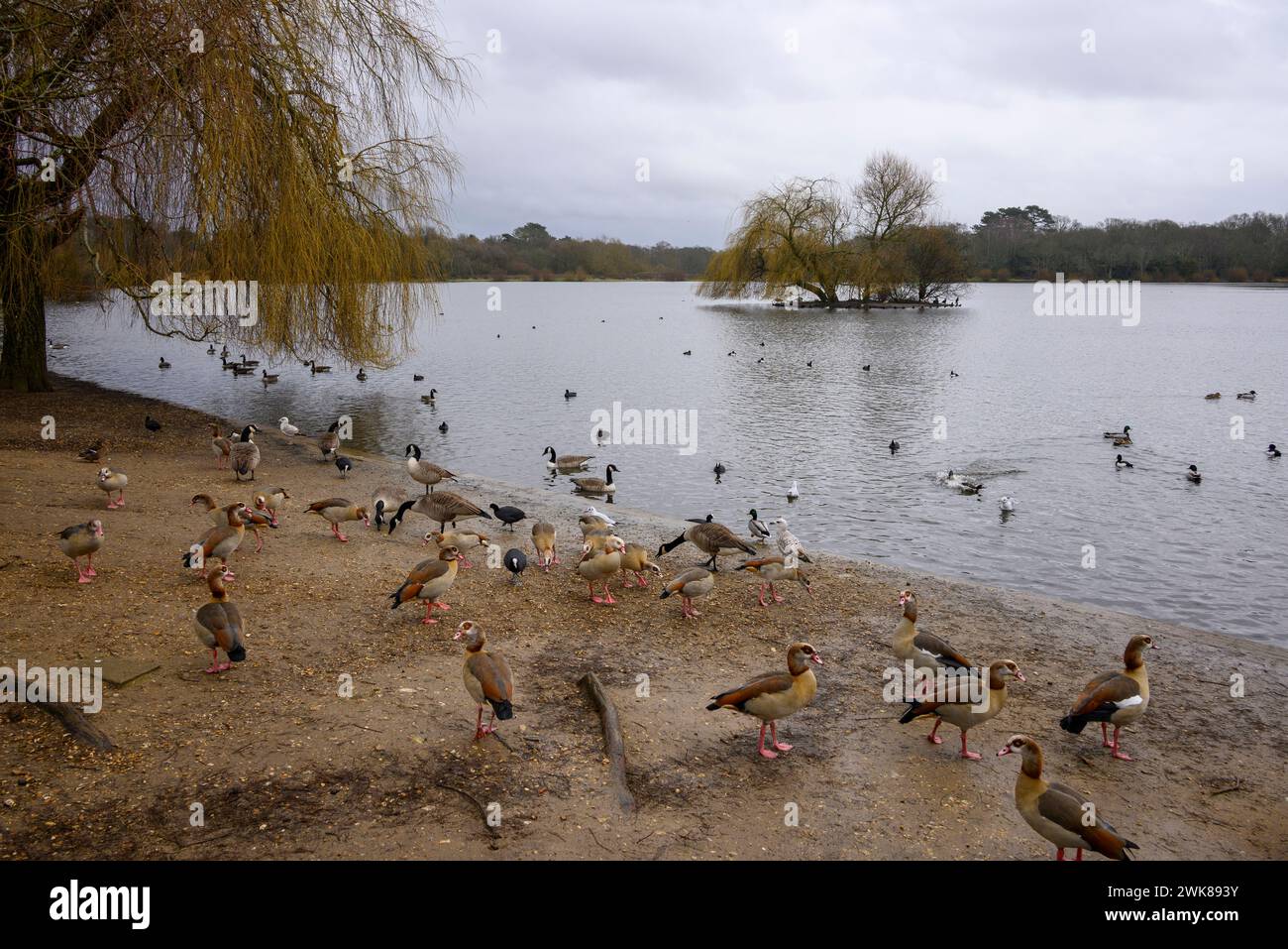 Ducks and geese at Petersfield Lake, Hampshire, UK Stock Photo - Alamy