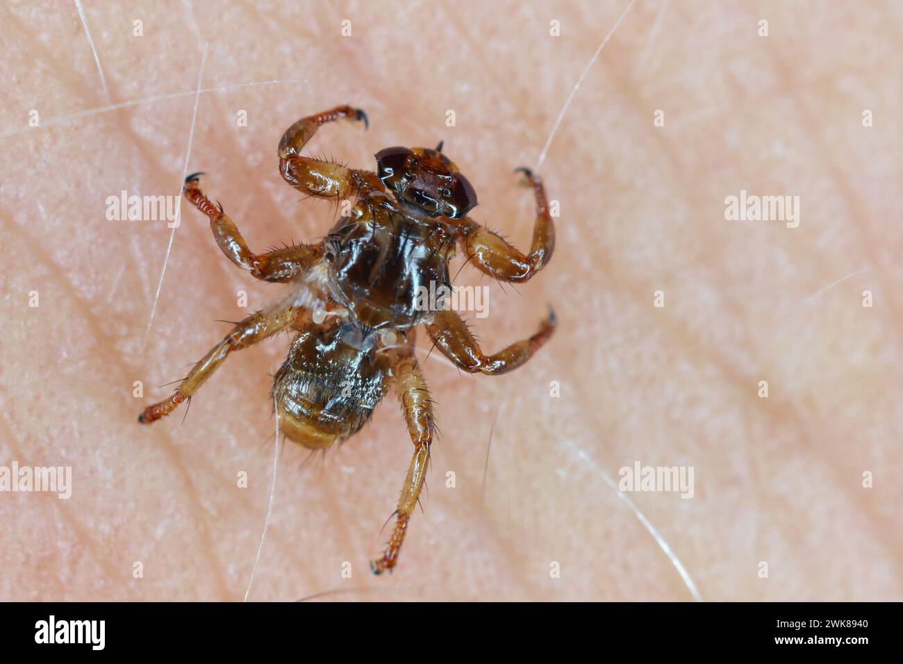 A macro close-up of parasite Deer fly, Lipoptena cervi, on a hairy ...