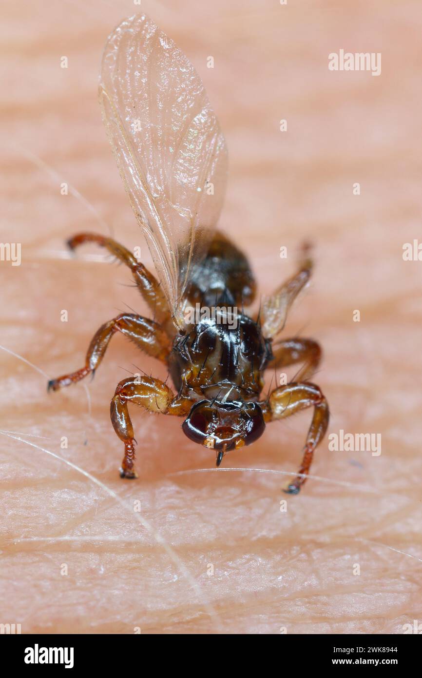 A macro close-up of parasite Deer fly, Lipoptena cervi, on a hairy ...