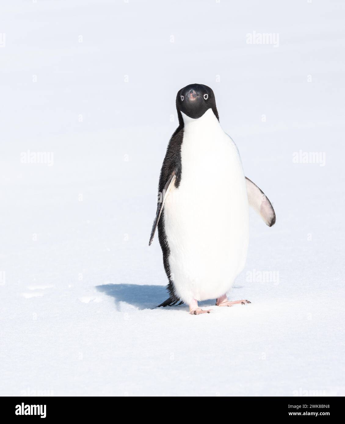 Penguin snow white antarctica hi-res stock photography and images - Alamy