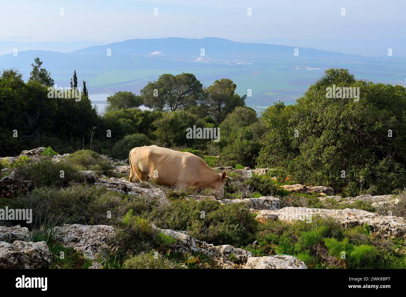 Hike mount tabor hi-res stock photography and images - Alamy