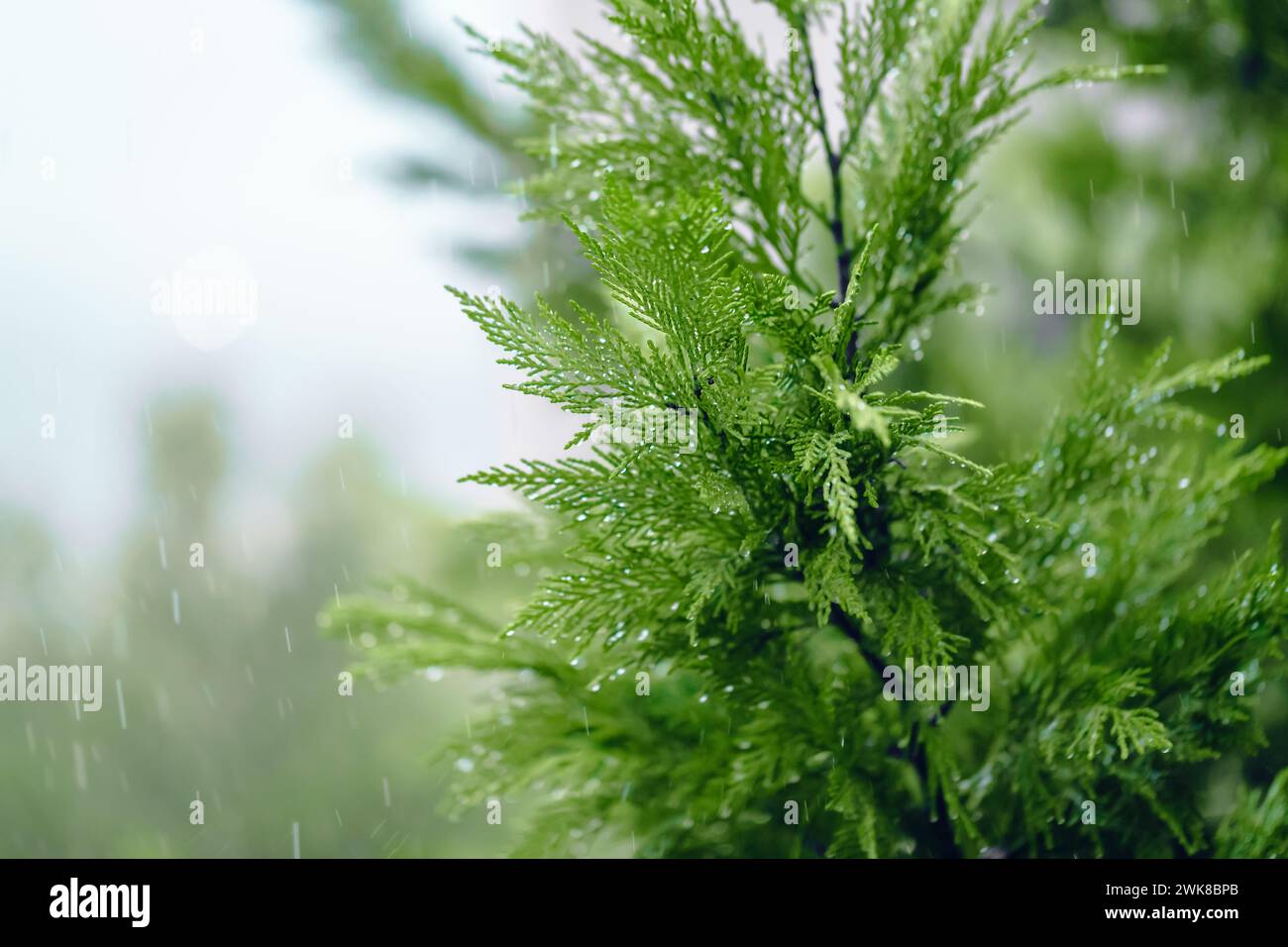 Evergreen Tree on a Rainy Day Stock Photo - Alamy