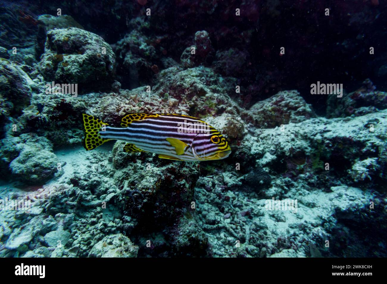 Oriental Sweetlips fish (Plectorhinchus vittatus) in the coral reef of ...