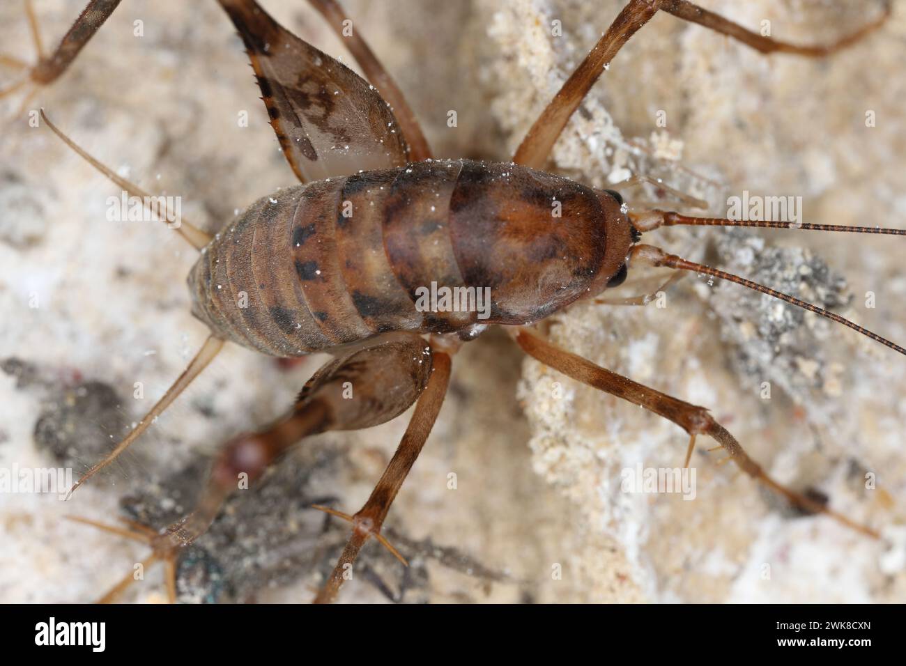Animal basements hi-res stock photography and images - Alamy
