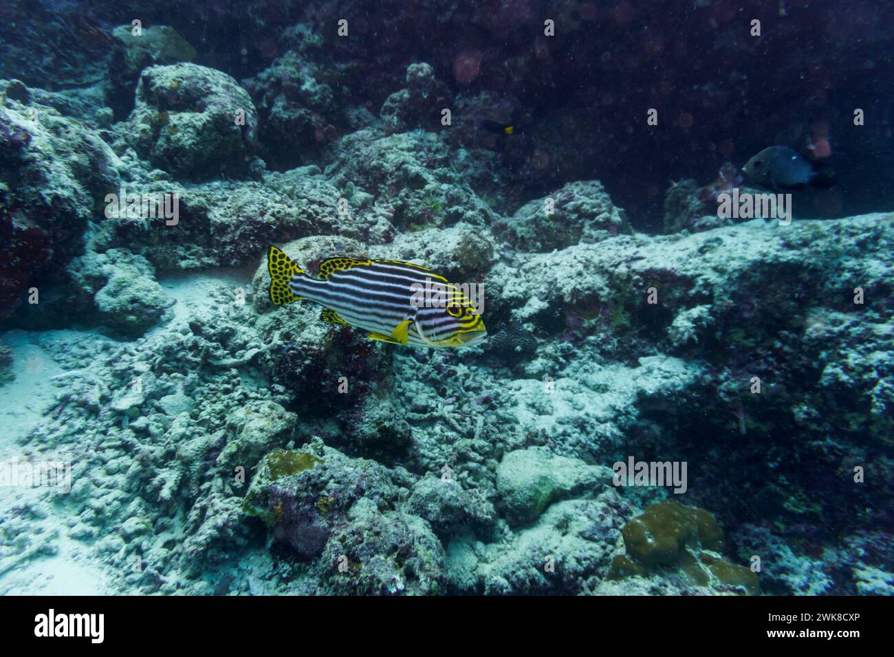 Oriental Sweetlips fish (Plectorhinchus vittatus) in the coral reef of ...