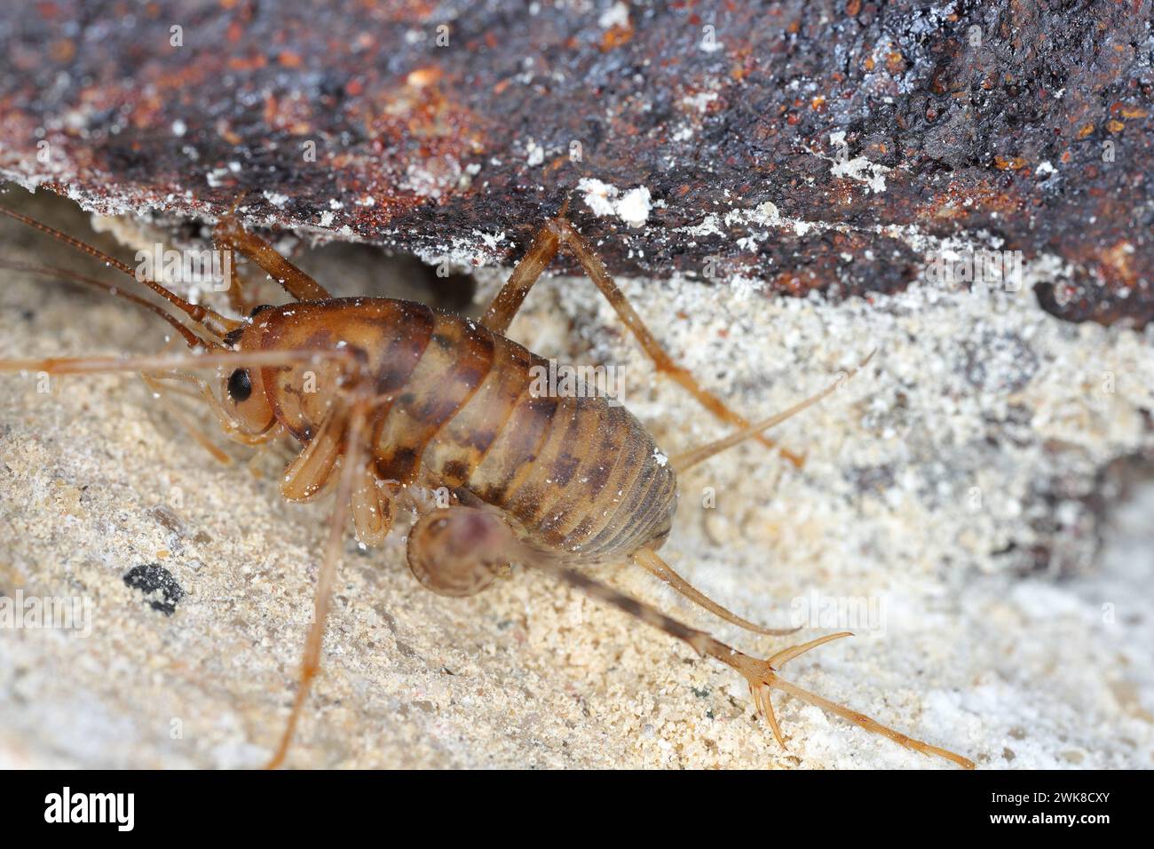 Animal basements hi-res stock photography and images - Alamy