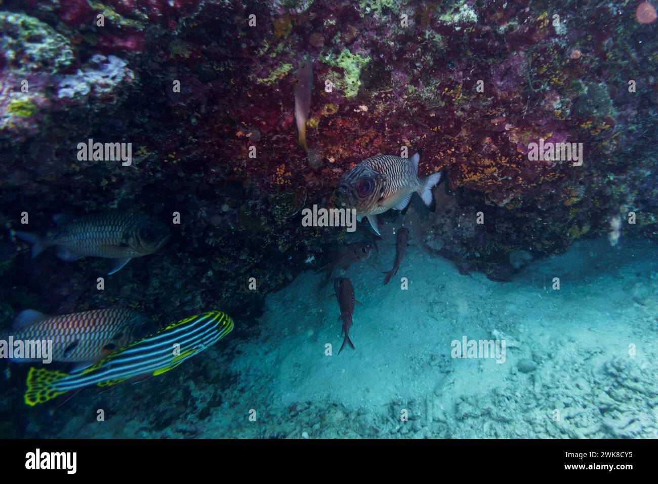 Blacktip soldier fish (Myripristis botche) in the coral reef of ...