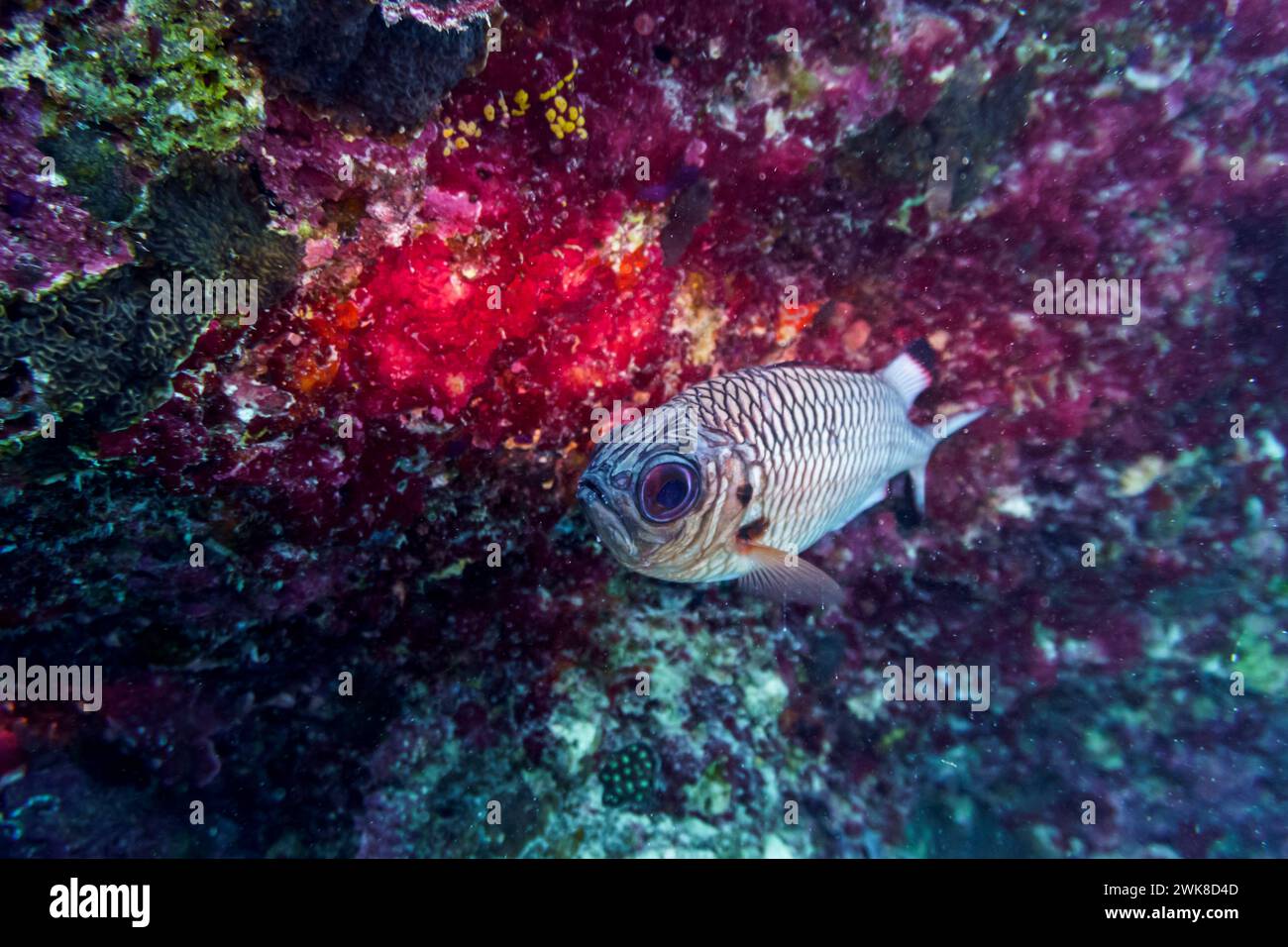 Blacktip soldier fish (Myripristis botche) in the coral reef of ...