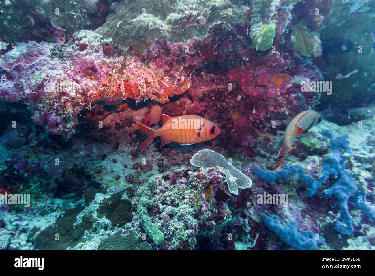 Blacktip soldier fish hi-res stock photography and images - Alamy
