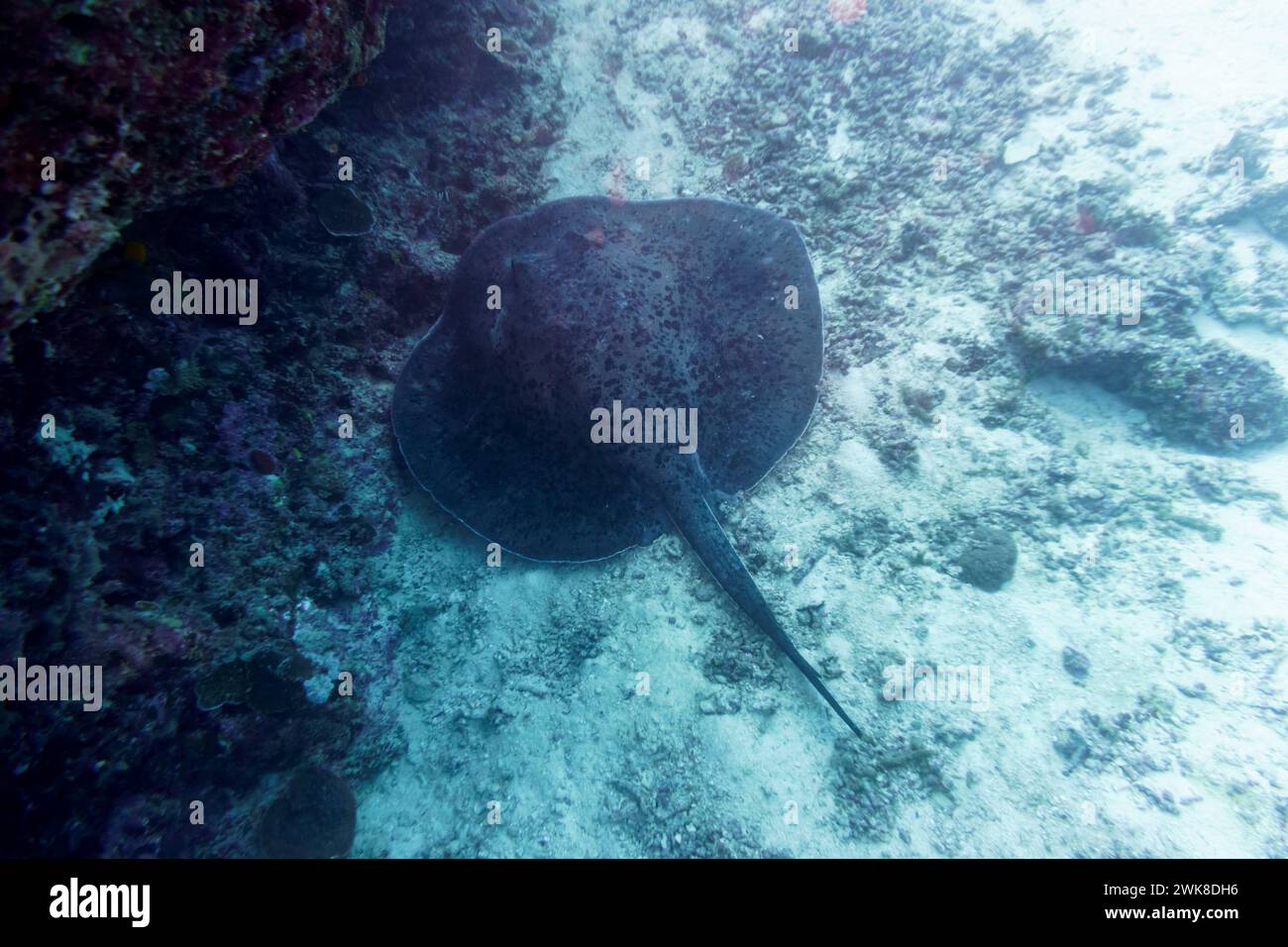 Scary stingray hi-res stock photography and images - Alamy