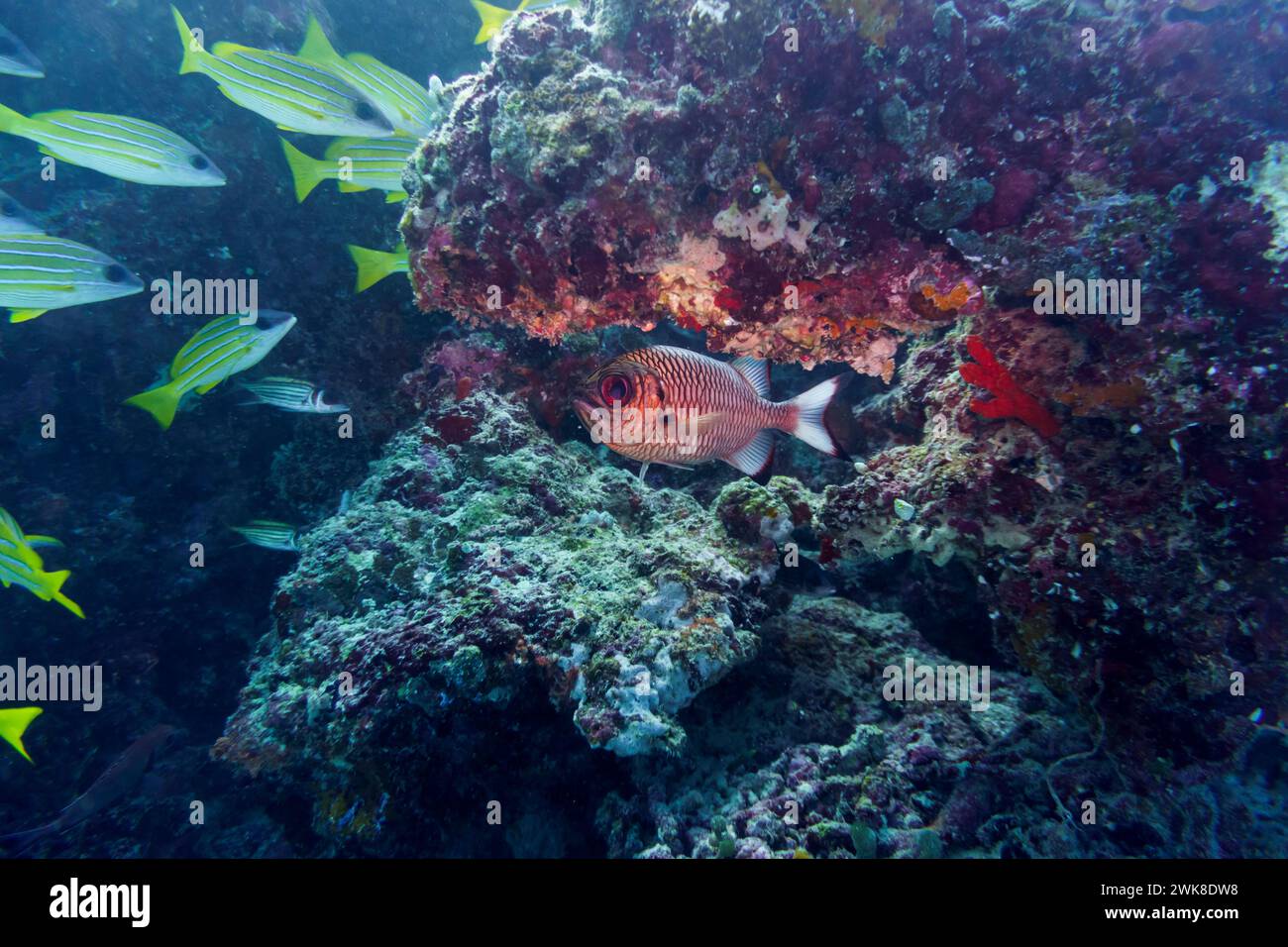 Blacktip soldier fish (Myripristis botche) in the coral reef of ...