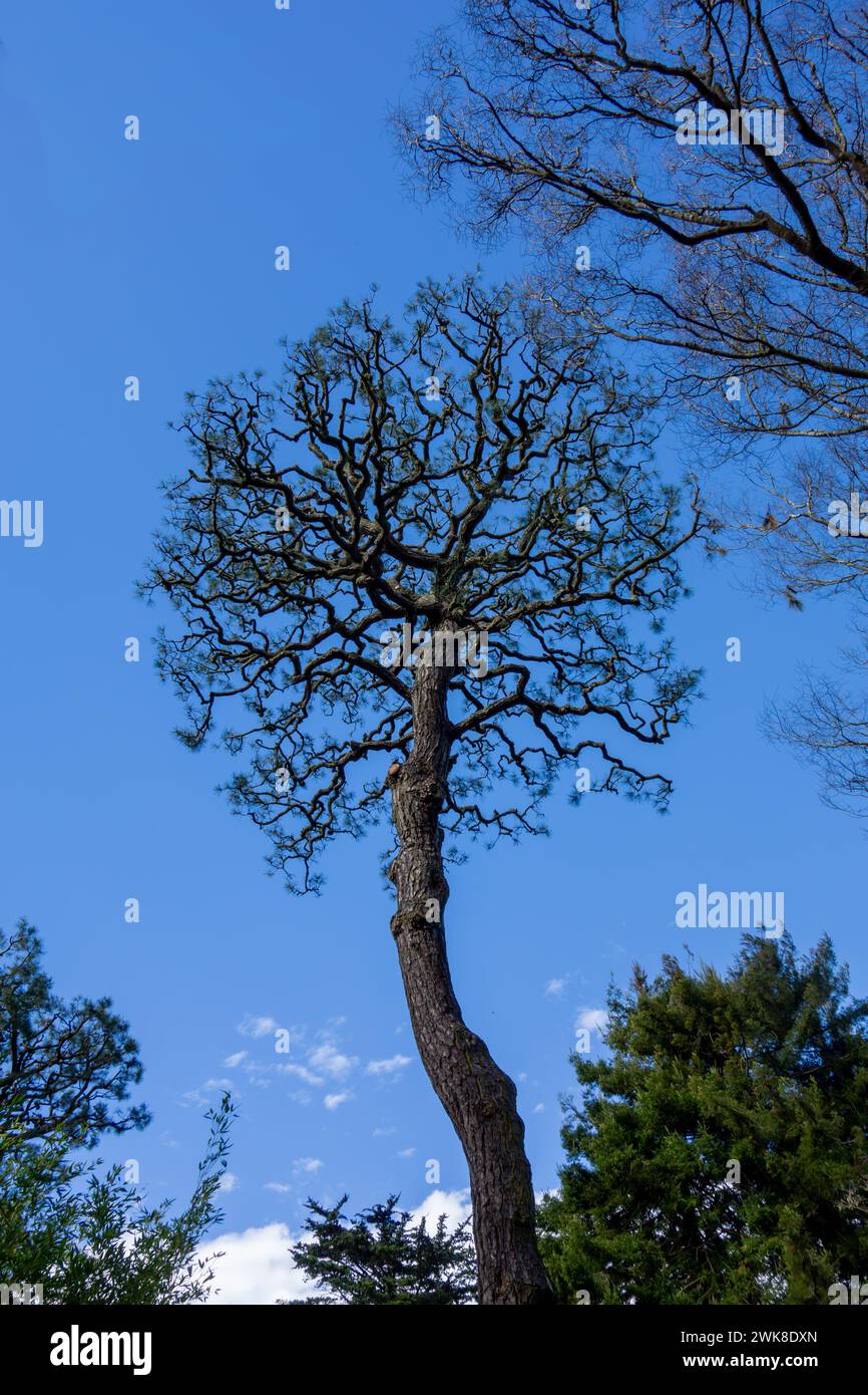 A vertical of an old crooked tree under a clear blue sky Stock Photo ...