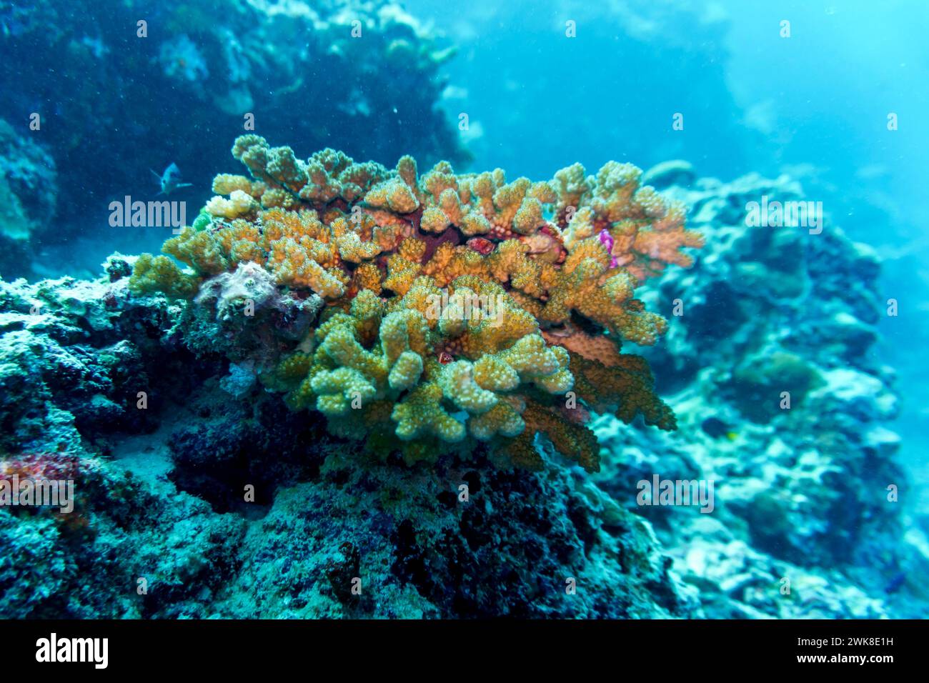Coral Reef and Tropical Fish on Maldives island. Tropical and coral sea ...