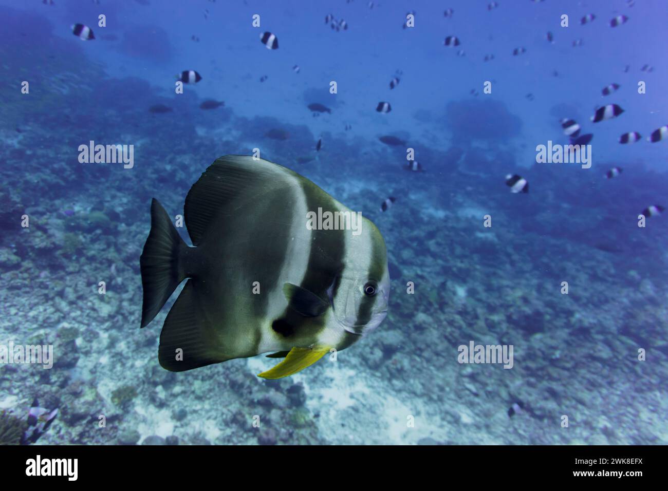 Round circular orbicular batfish hi-res stock photography and images ...