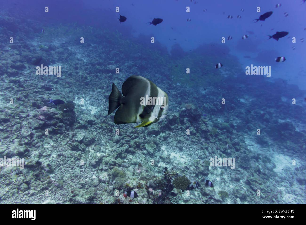 Round circular orbicular batfish hi-res stock photography and images ...